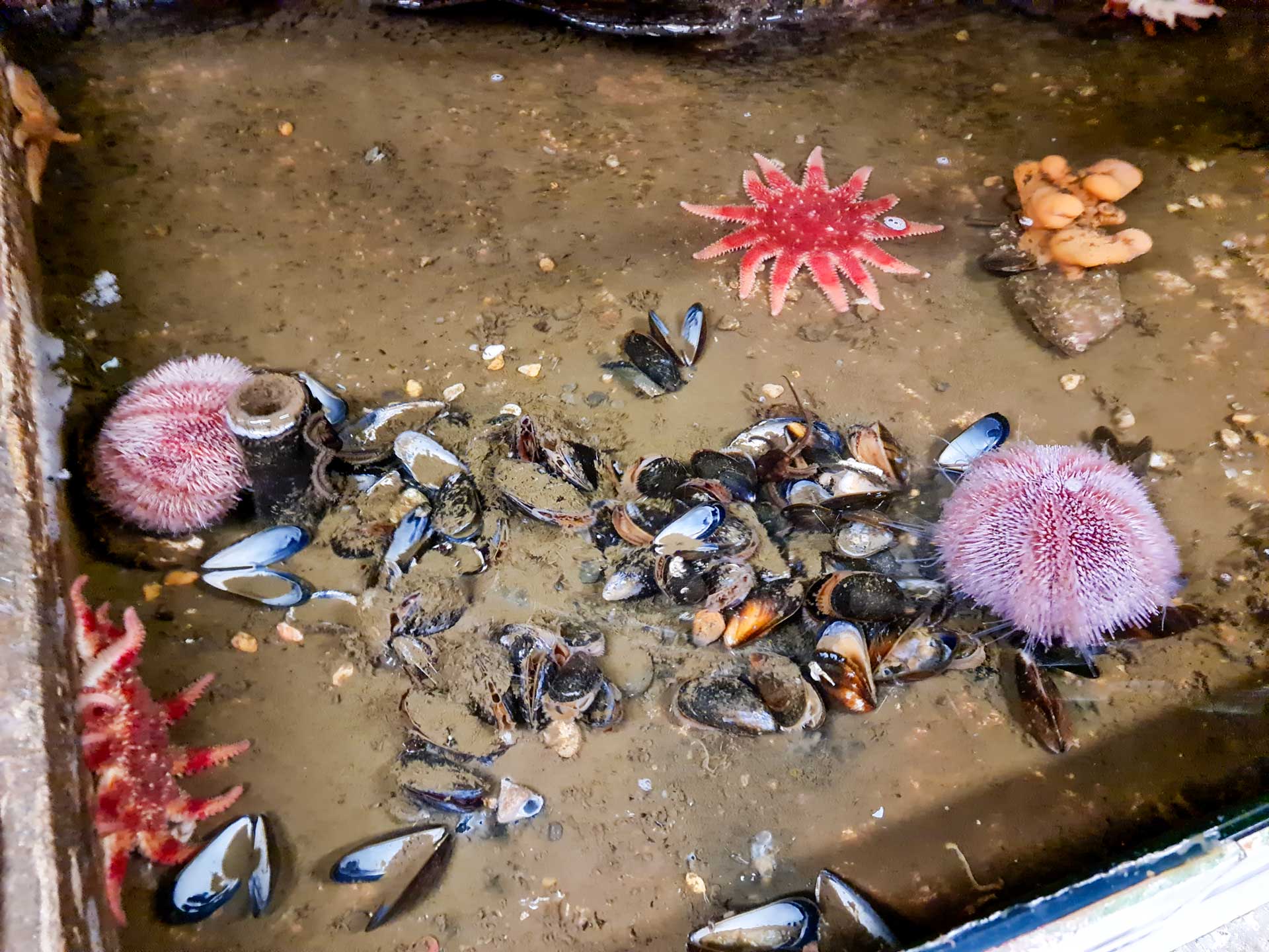 Port Logan Fish Pond - Škótsko - PlaceMania