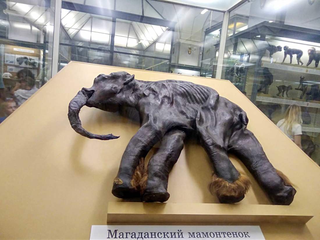 Berezovsky mamut - Leningradská oblasť - PlaceMania