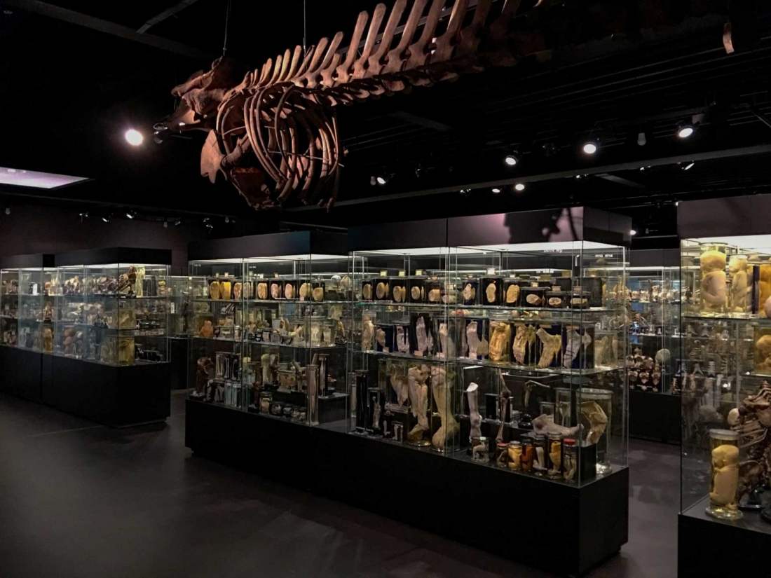 Múzeum Vrolik - Holandsko - PlaceMania