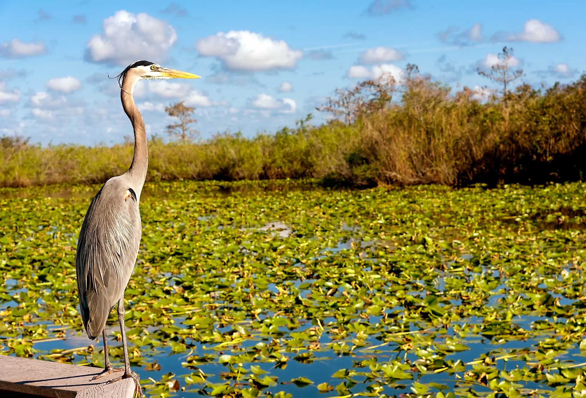 Everglades - Florida - PlaceMania