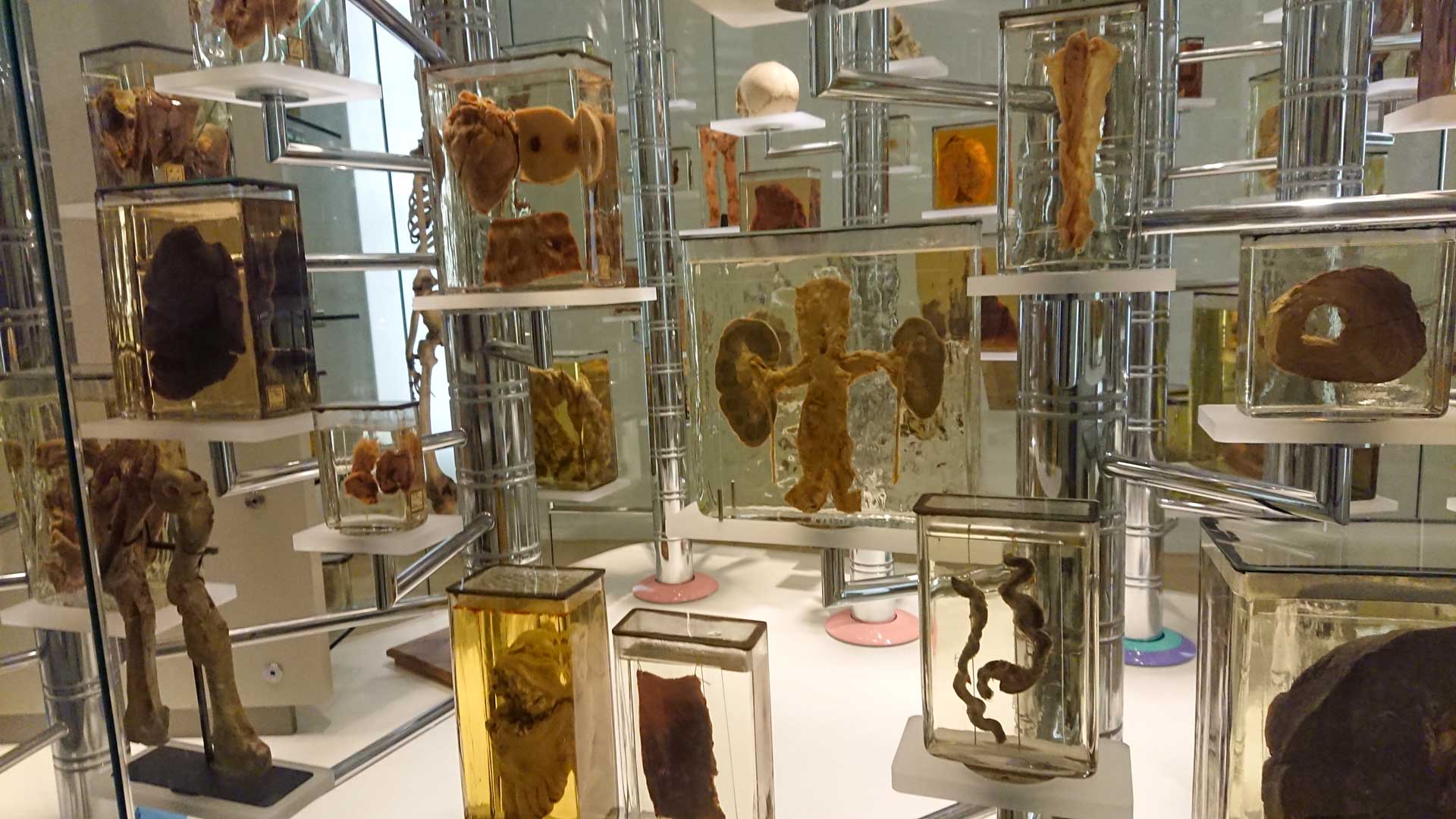 Anatomické múzeum v Leiden - Holandsko - PlaceMania
