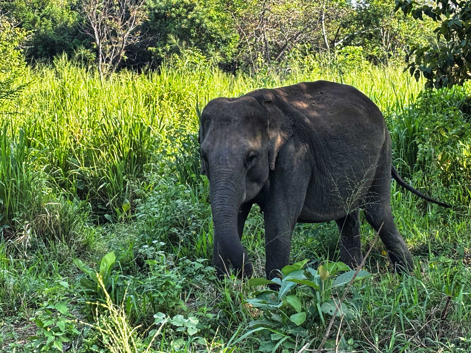 Zo safari v Hurulu do výšin: Deň, ktorý sa odmietol skončiť - PlaceMania
